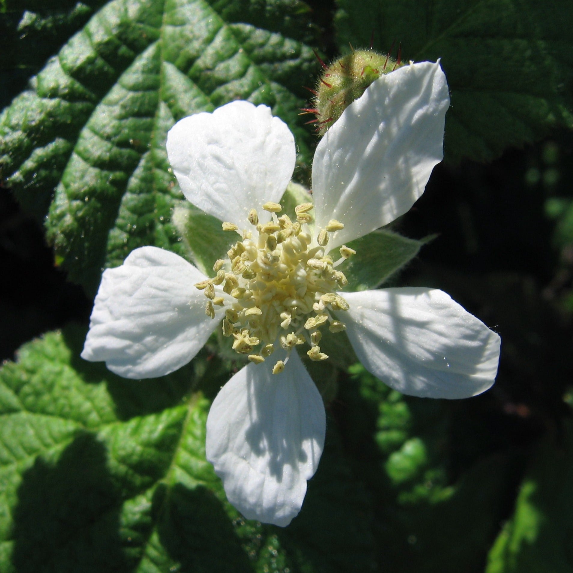 Rubus ursinus - Pacific Blackberry – Artemisia Nursery