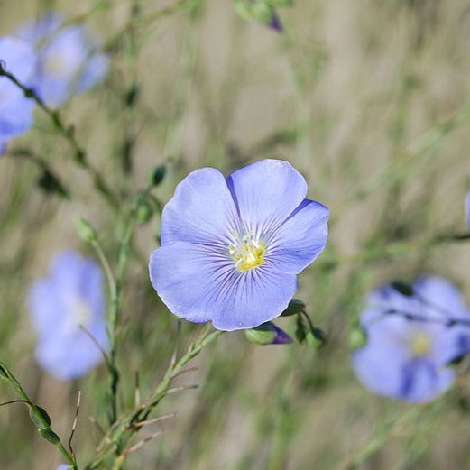 California Native Plants – Page 2 – Artemisia Nursery