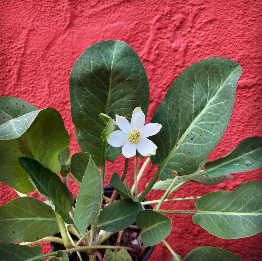 Anemopsis californica - Yerba Mansa – Artemisia Nursery