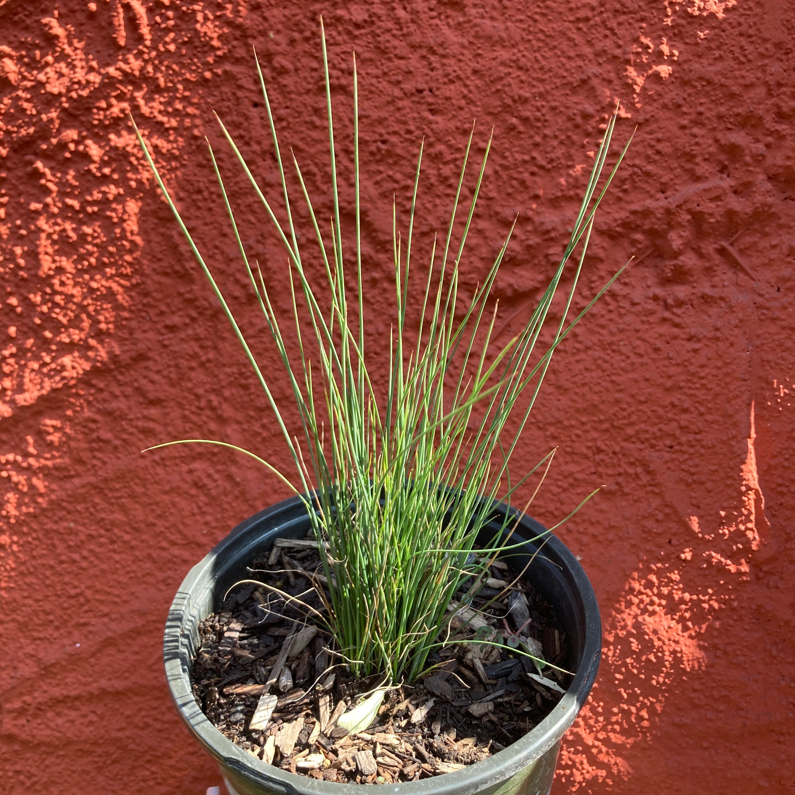 Juncus textilis - Basket Rush – Artemisia Nursery