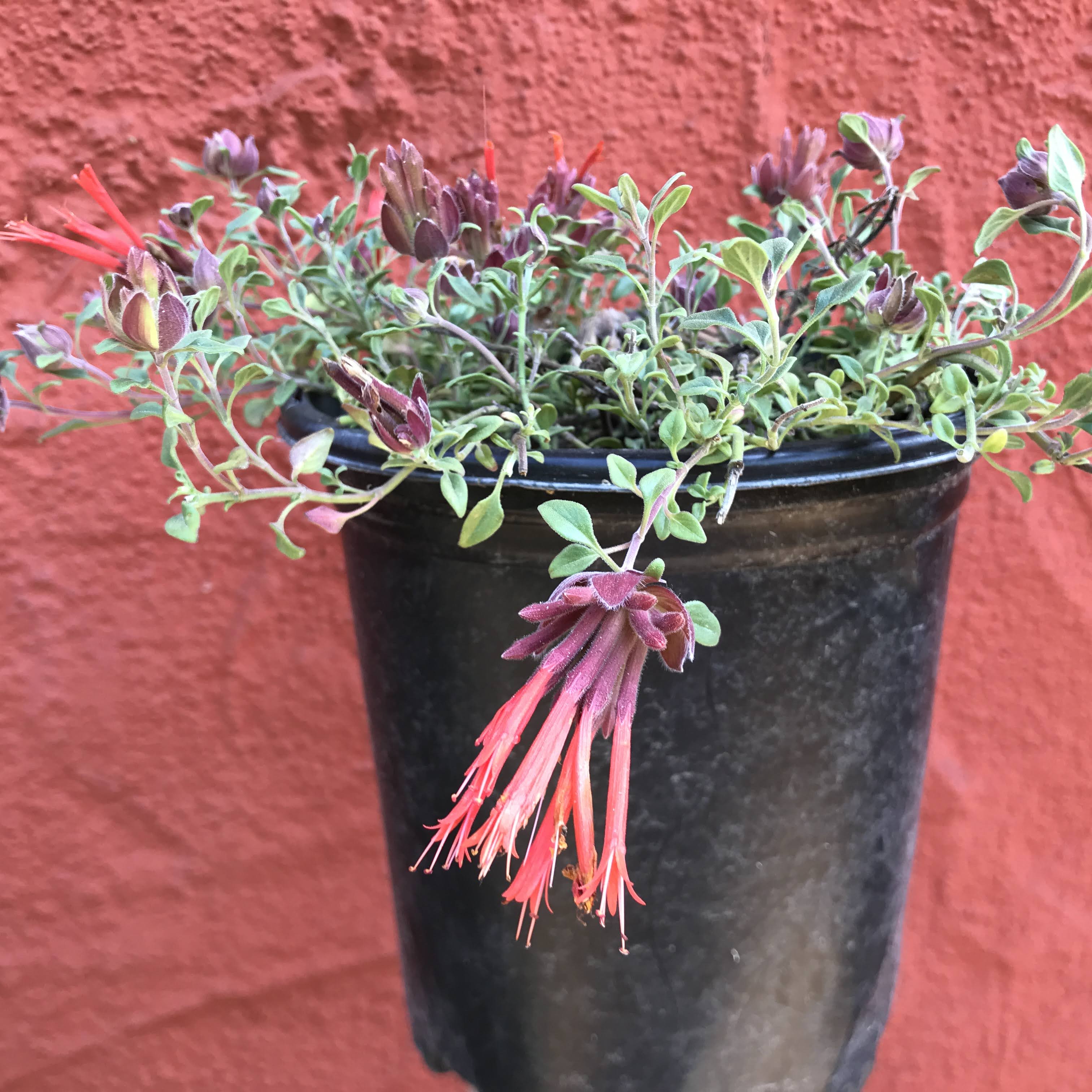 California Native Plants – Page 7 – Artemisia Nursery