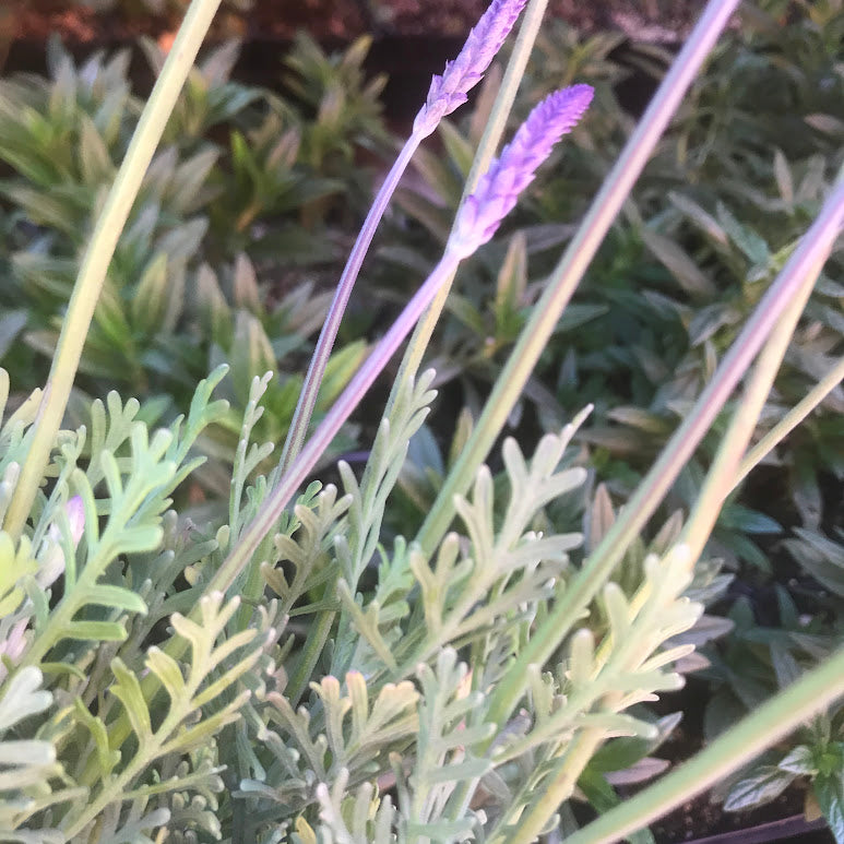 Fernleaf Lavender – Artemisia Nursery