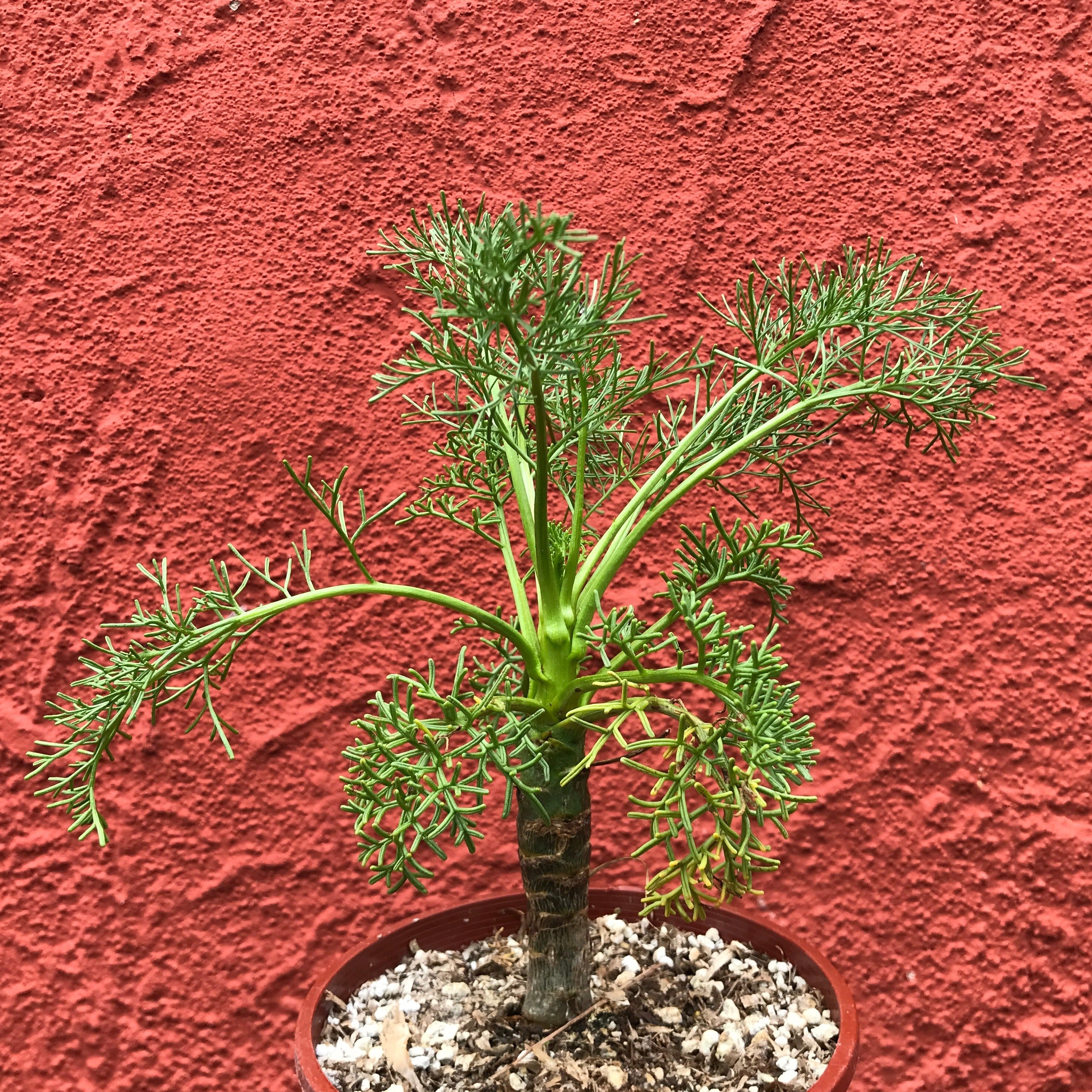 Coreopsis gigantea (syn. Leptosyne gigantea) - Giant Coreopsis ...