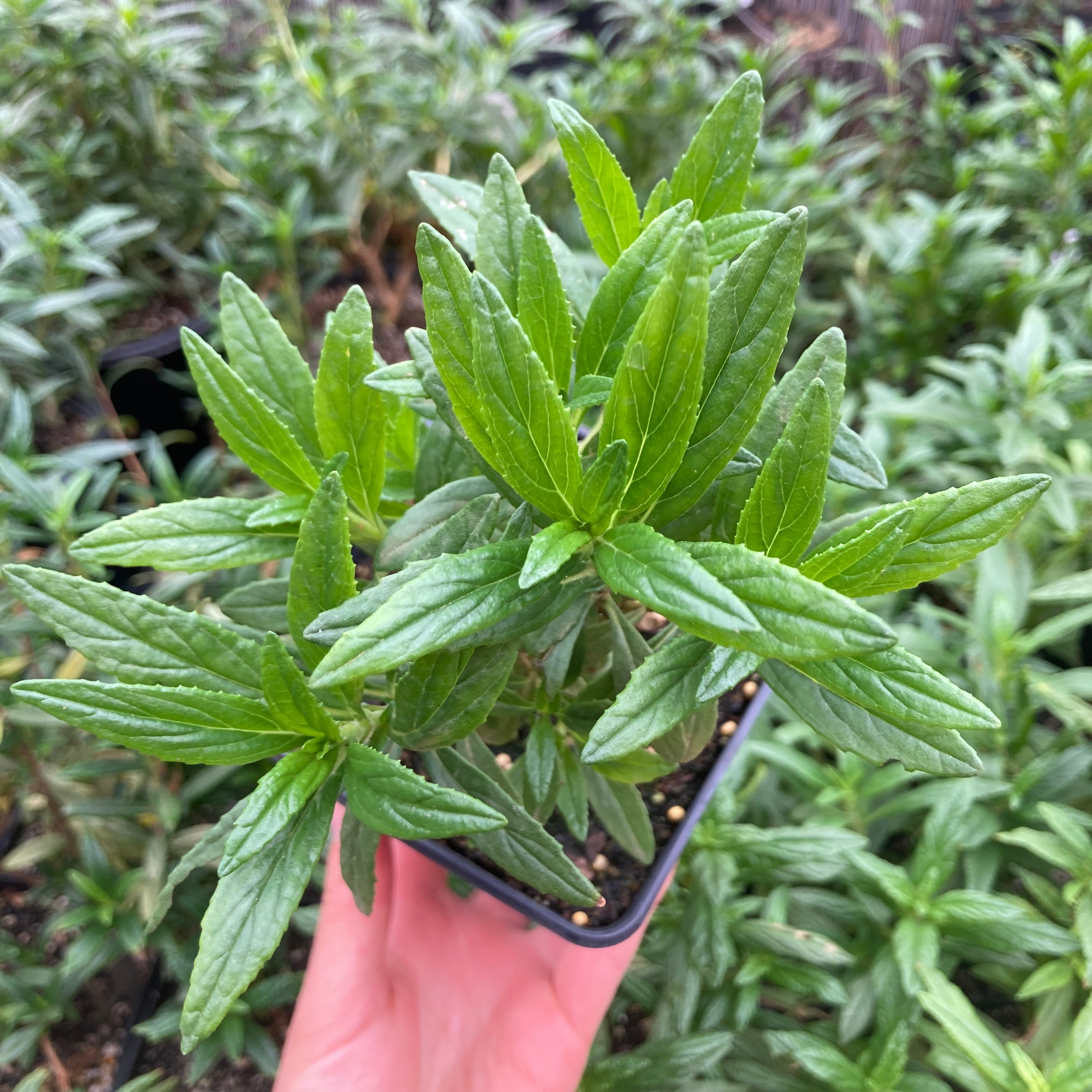 California Native Plants – Page 7 – Artemisia Nursery