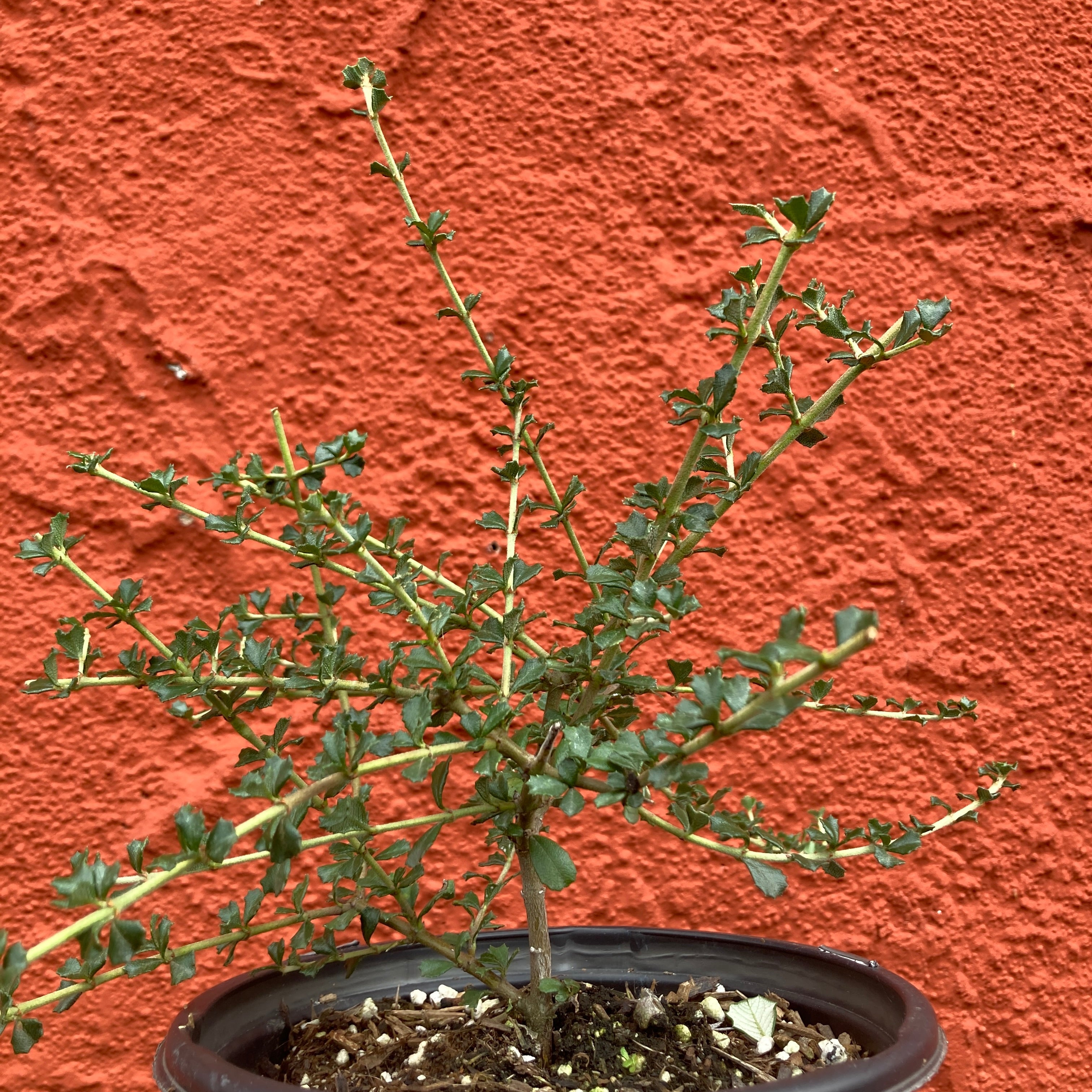 Ceanothus rigidus 'Snowball' - White California Lilac – Artemisia Nursery