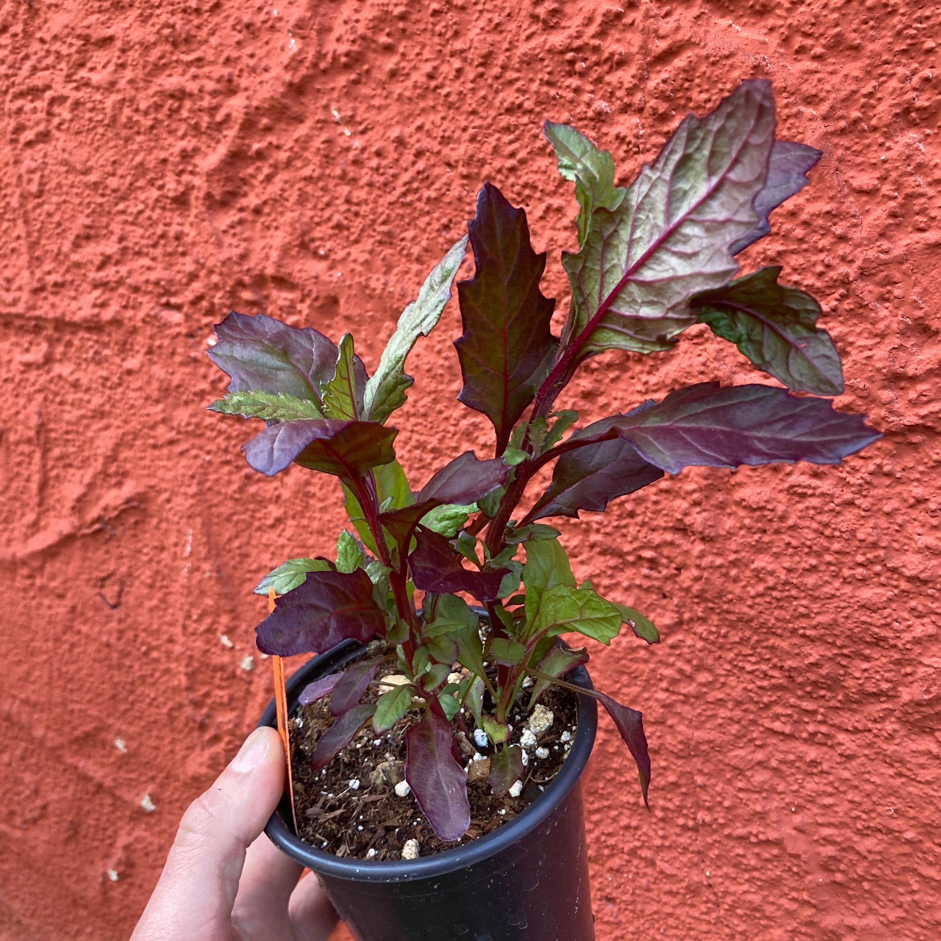 Red Epazote – Artemisia Nursery