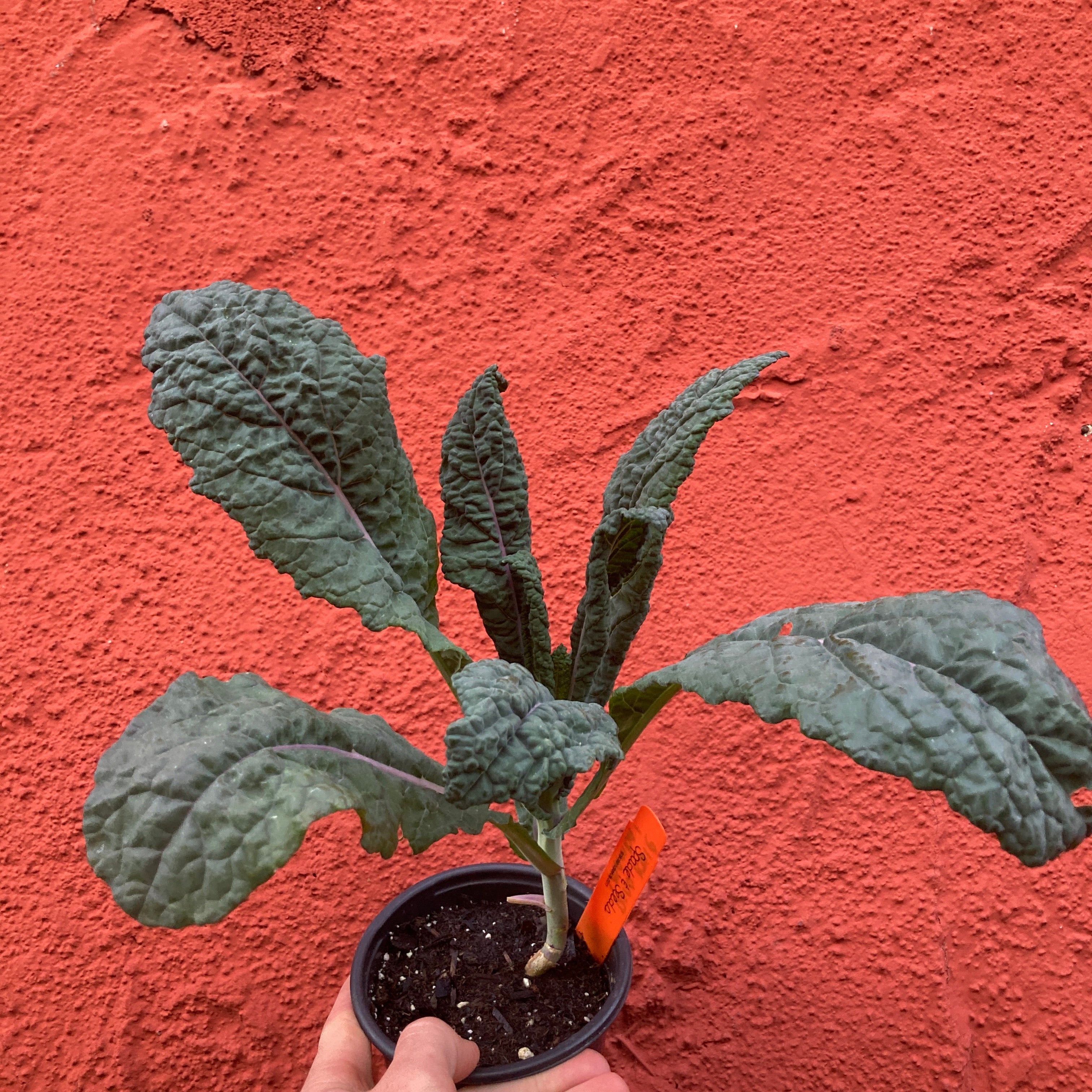 Dinosaur Kale 'Mamba' – Artemisia Nursery