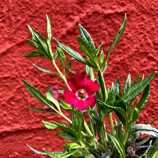 California Native Plants – Page 7 – Artemisia Nursery