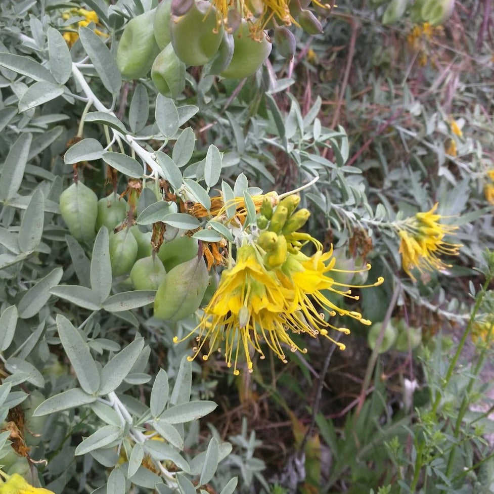 Peritoma arborea (syn. Cleome isomeris) - Bladderpod – Artemisia Nursery