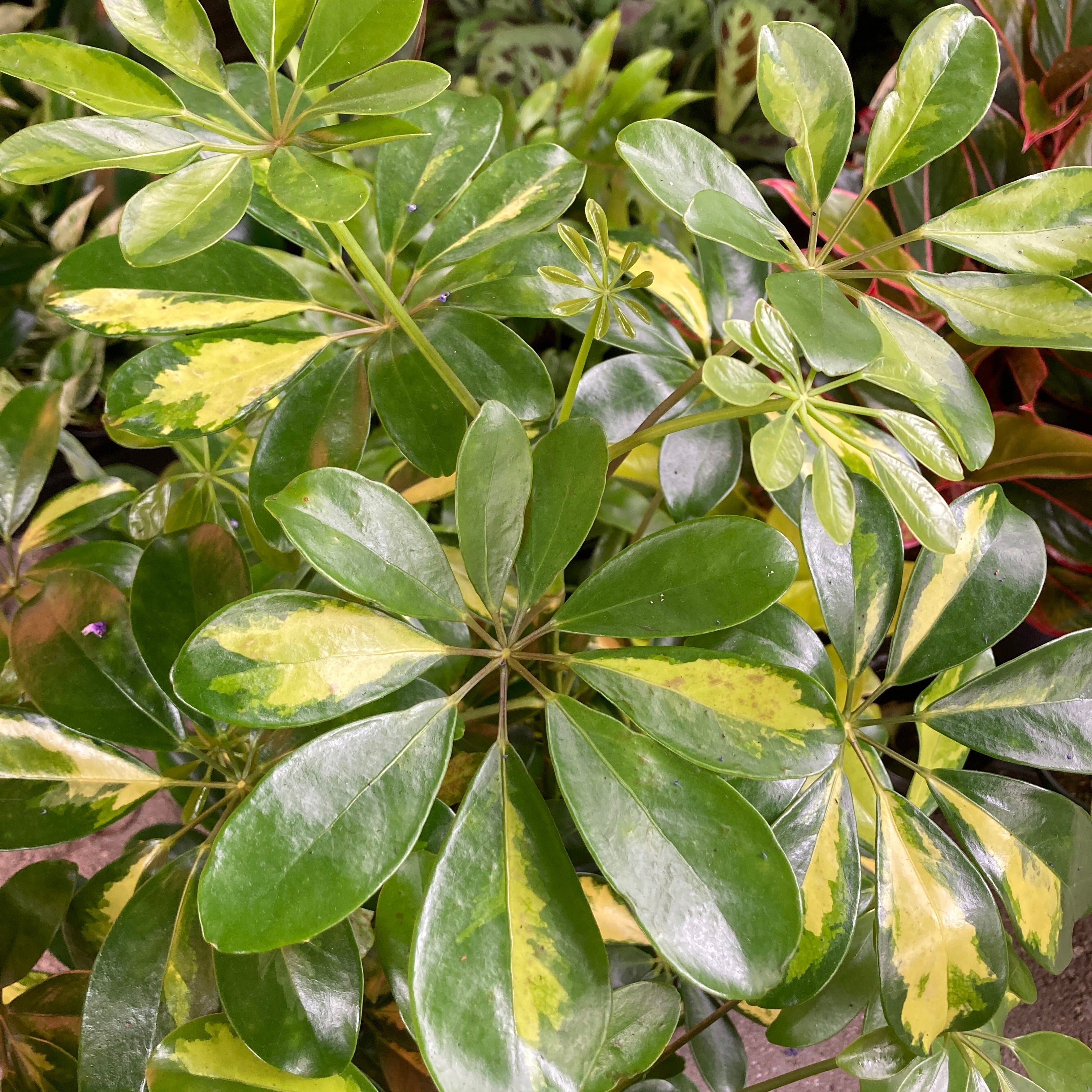 Schefflera arboricola ‘Variegata’ - Dwarf Umbrella Tree – Artemisia Nursery