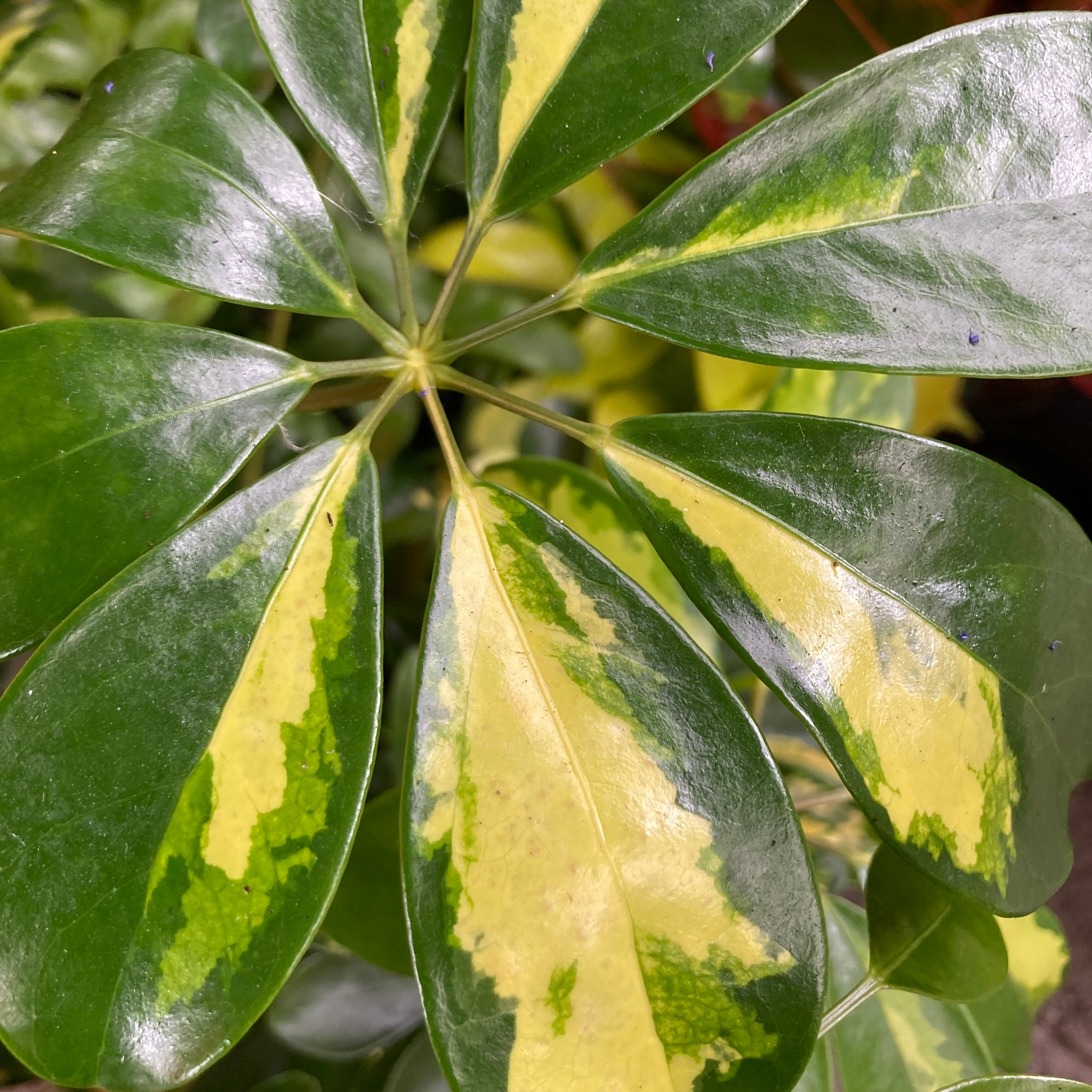 Schefflera arboricola ‘Variegata’ - Dwarf Umbrella Tree – Artemisia Nursery