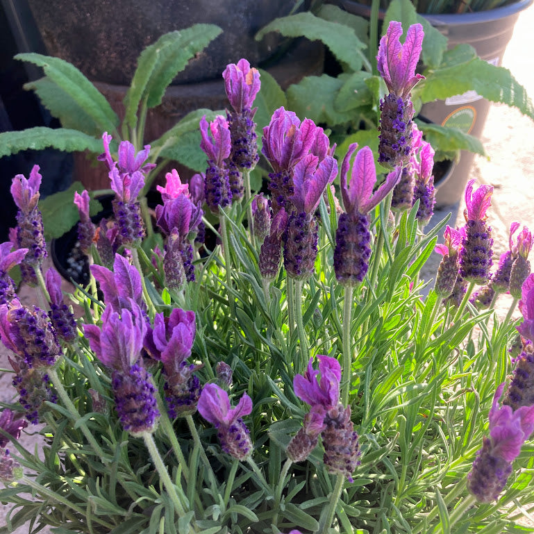 Lavandula stoechas 'Primavera' - Spanish Lavender – Artemisia Nursery
