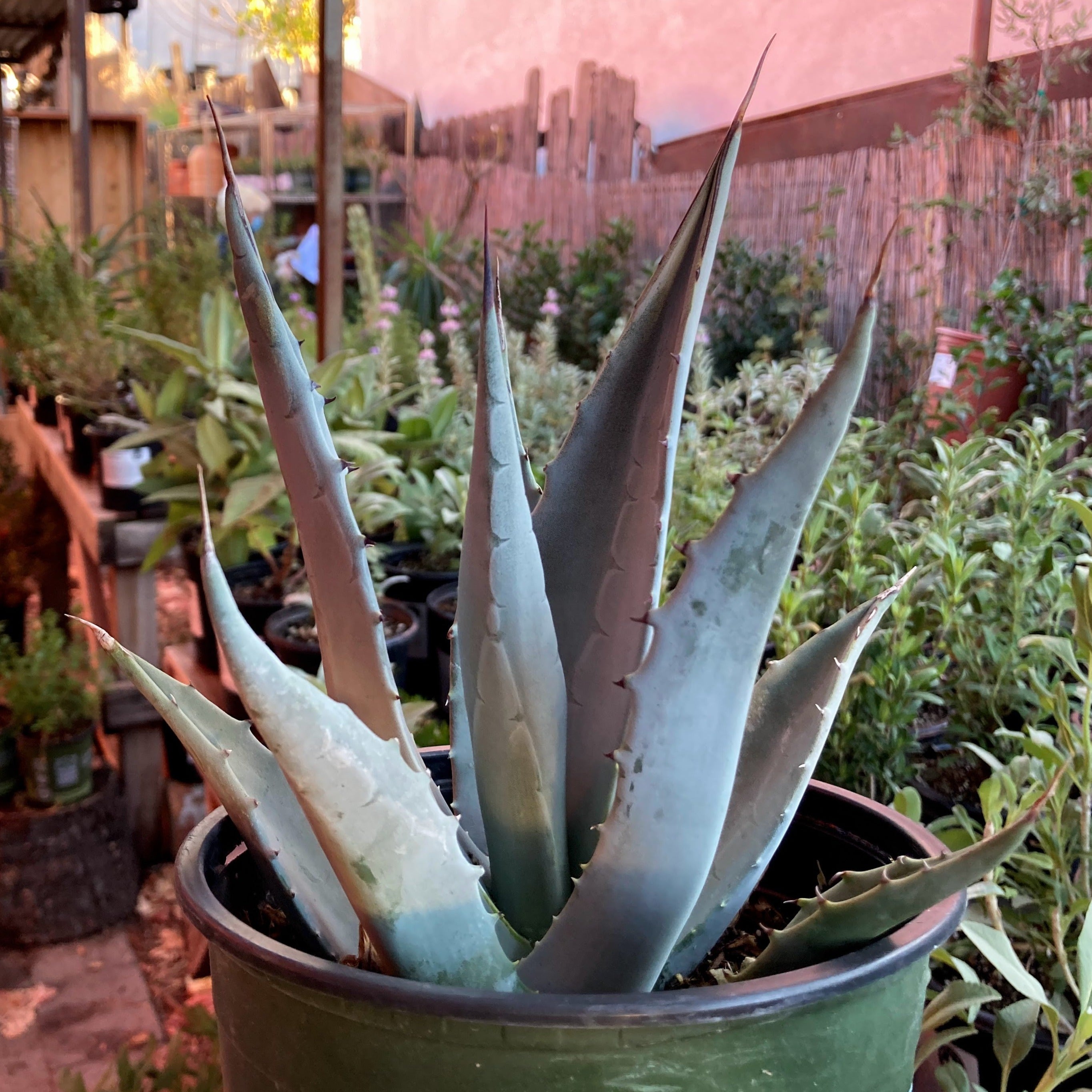Agave deserti - Desert Agave – Artemisia Nursery