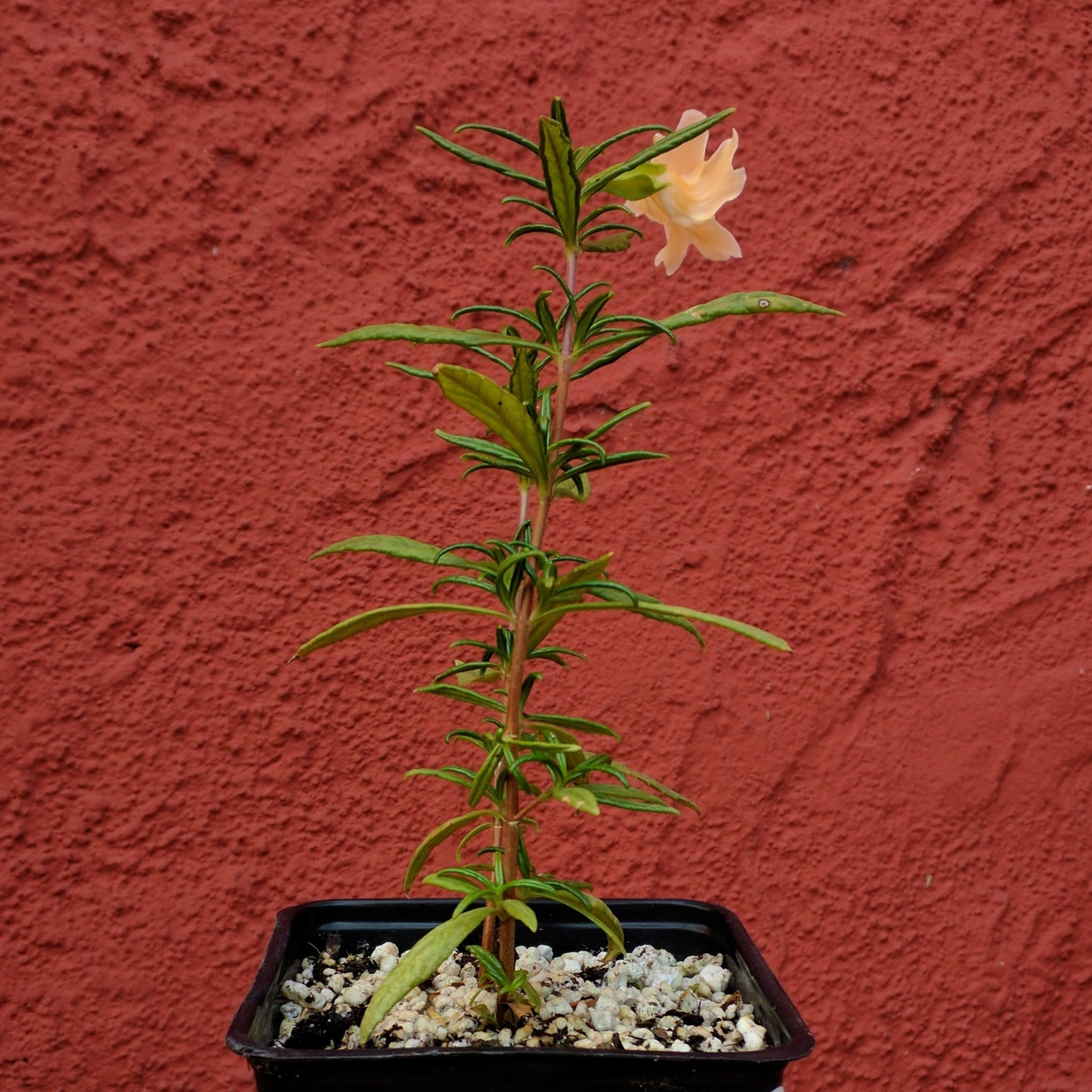 Mimulus ‘Eleanor’ - Eleanor's Monkeyflower – Artemisia Nursery