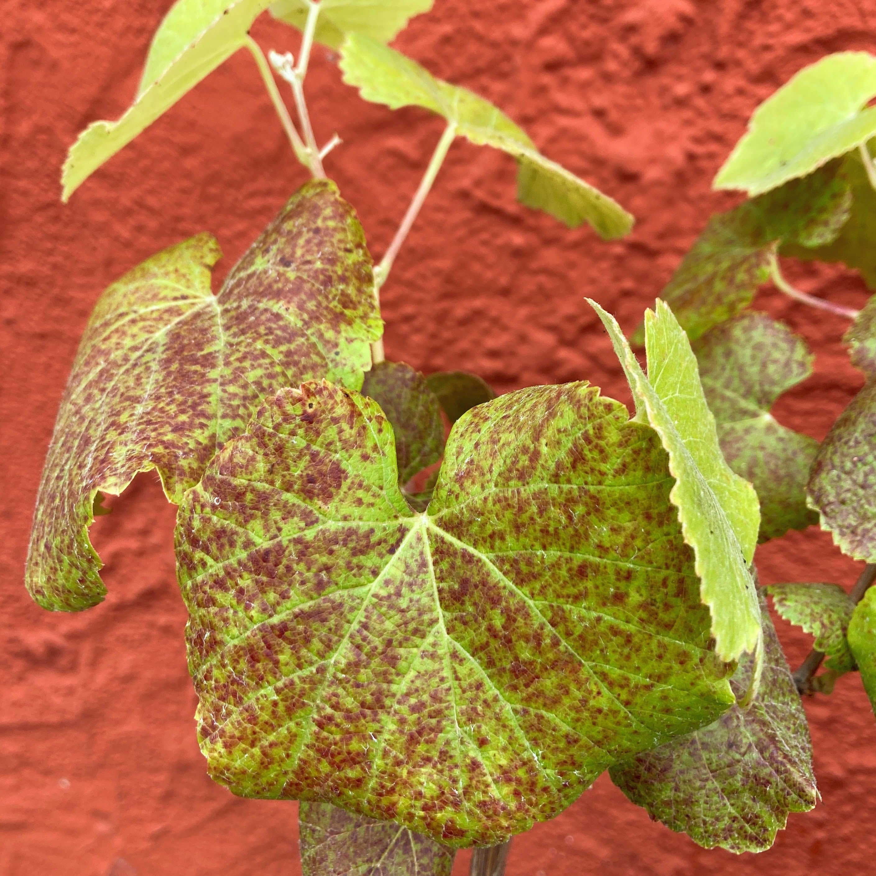 Vitis 'Roger's Red' - Roger's Red Grape – Artemisia Nursery