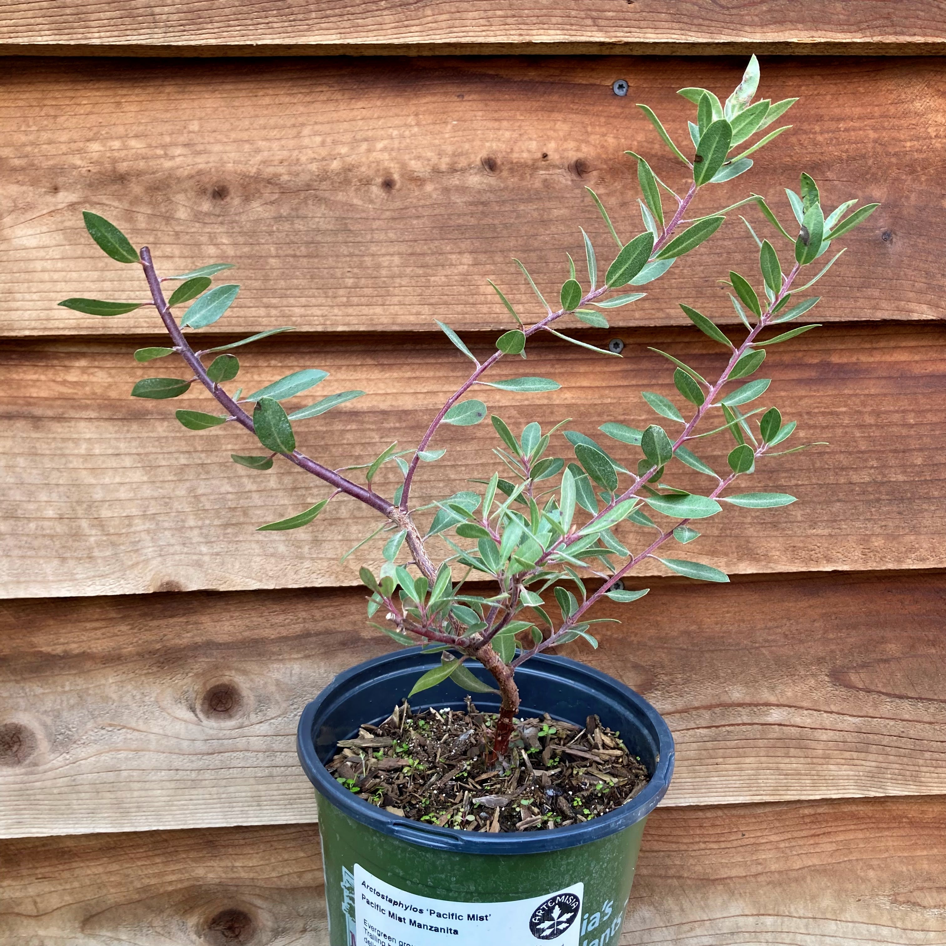 Arctostaphylos ‘Pacific Mist’ - Pacific Mist Manzanita – Artemisia Nursery
