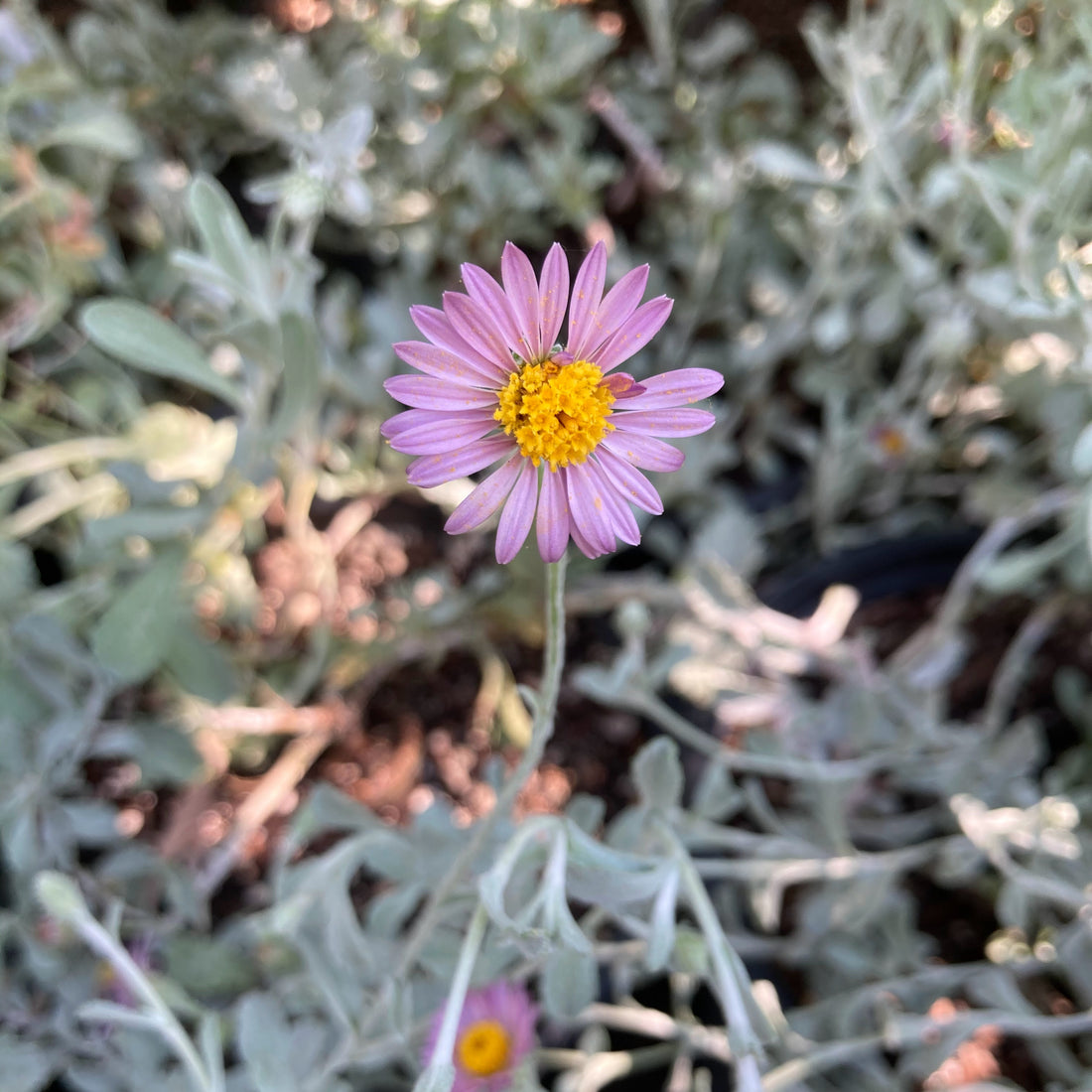 Lessingia filaginifolia ‘Silver Carpet’ - California Aster – Artemisia ...